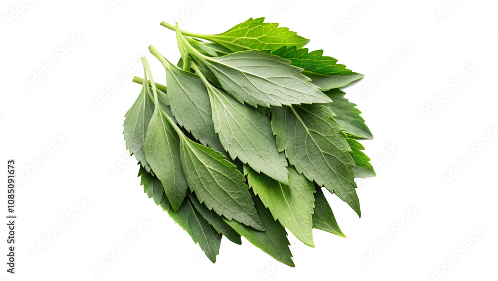 Culantro leaves isolated transparent background Png Stock Photo | Adobe ...