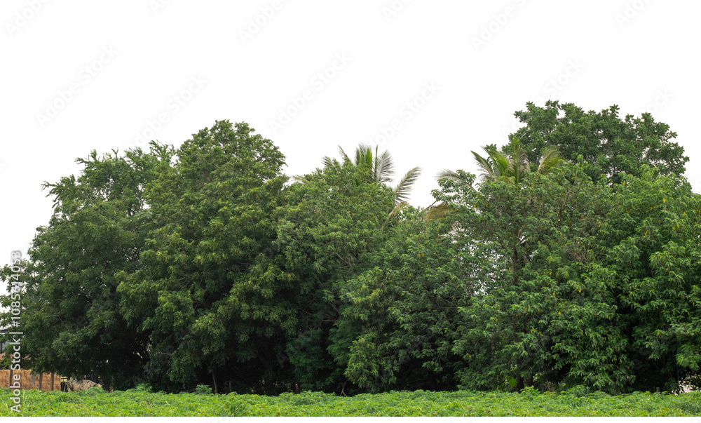 Green trees isolated are forest on transparent background.Forest and ...