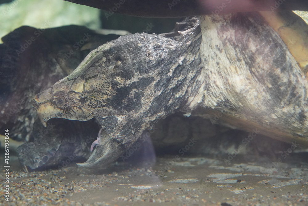 Macrochelys temminckii, commonly known as the alligator snapping turtle ...
