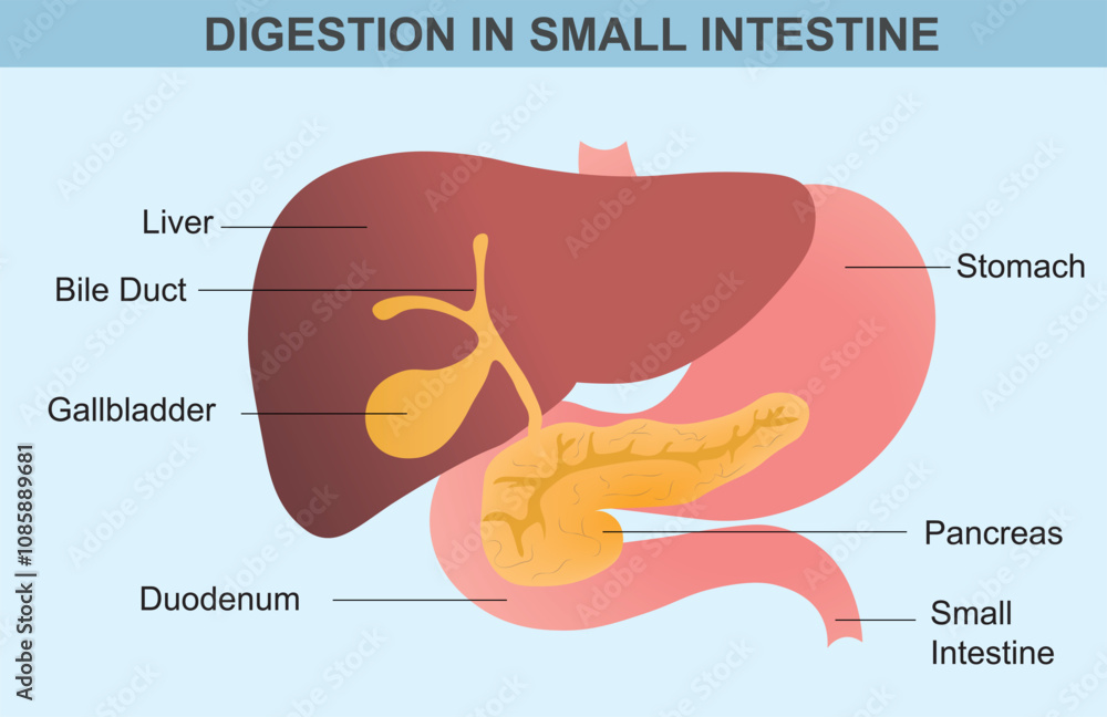 Digestive system stages structure. Liver, Pancreas, Gall bladder ...