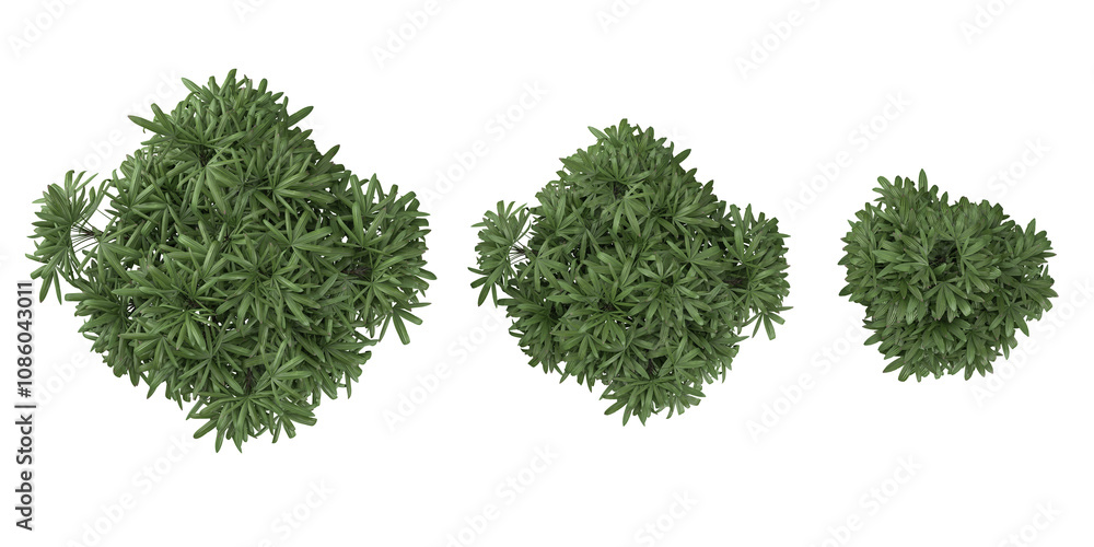 Collection of Rhapis excelsa plants on transparent background from the ...