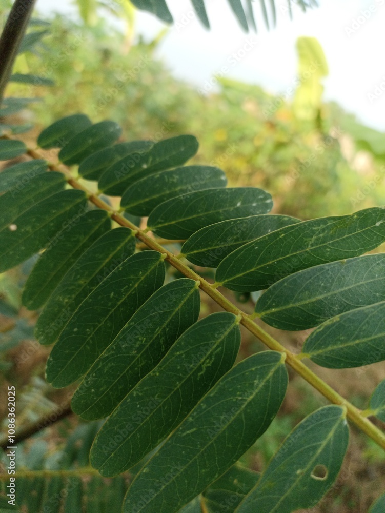 Sesbania grandiflora. Turi plant leaves. This plant belongs to the ...