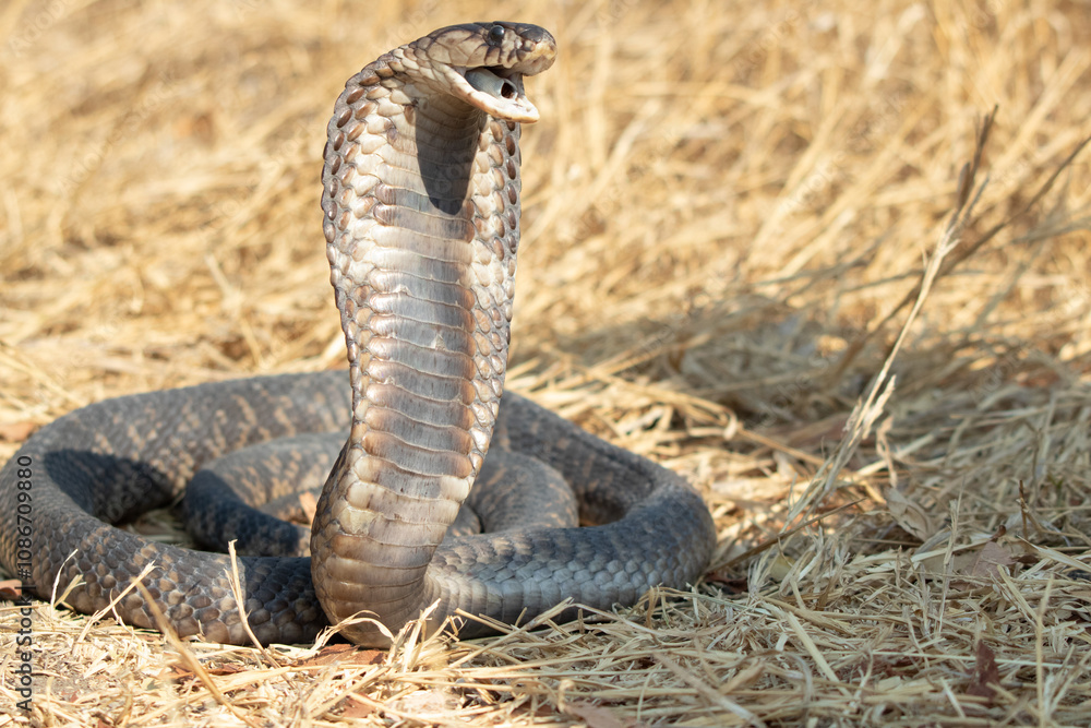 Snouted Cobra (Naja annulifera) with Raised Hood and Open Mouth in ...