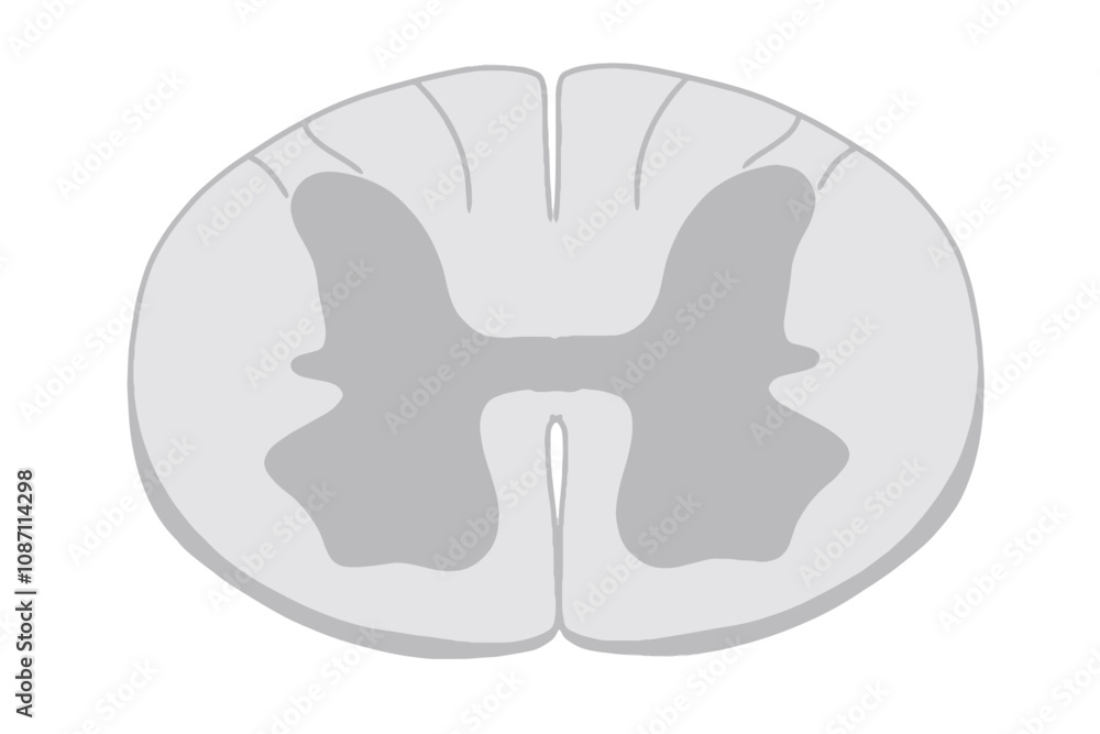 Vector of a diagram showing a cross-section of the spinal cord Stock ...
