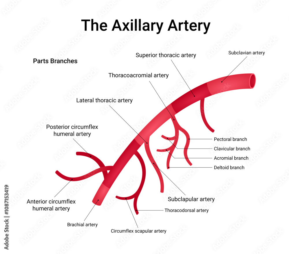 Structure of Axillary Artery Anatomy Stock Vector | Adobe Stock