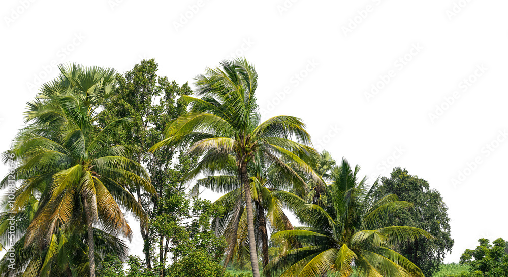 Coconut palm trees in summer on transparent background with clipping ...