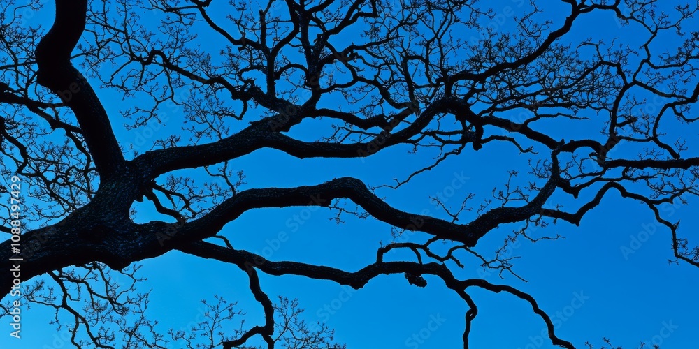 Bare branches of a tree silhouetted against a deep blue sky create a ...