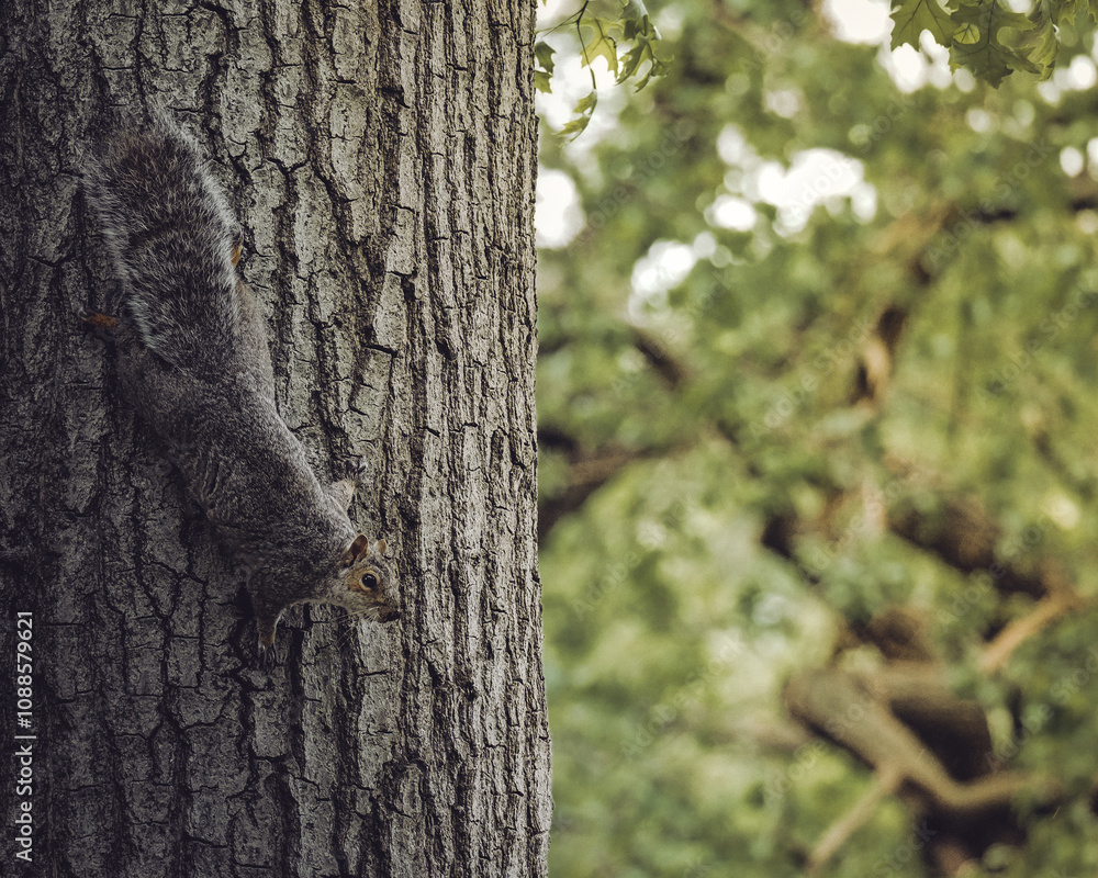 Discovery forest, Central Park Stock Photo | Adobe Stock