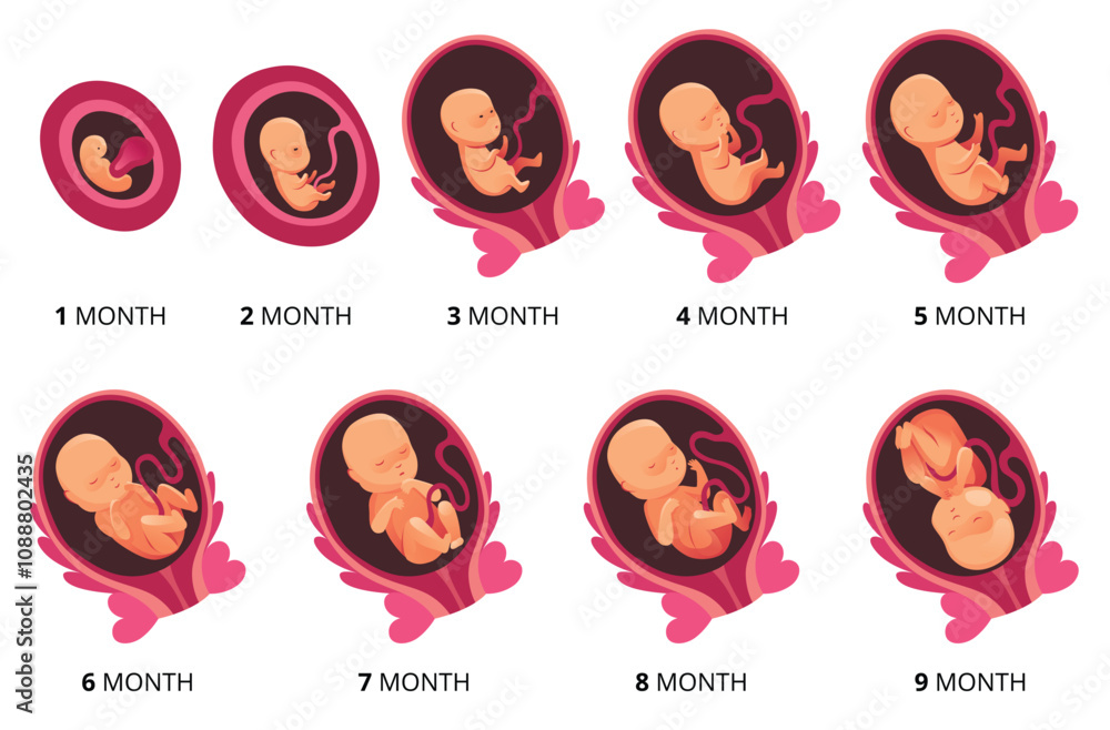 Vector de Stock Embryo month stage growth, fetal development vector ...
