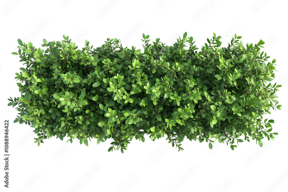 Top view of a hedge row isolated or on white background 3d render png ...