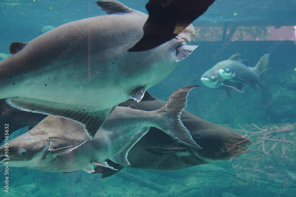 Pangasius sanitwongsei, commonly known as the giant pangasius, paroon ...