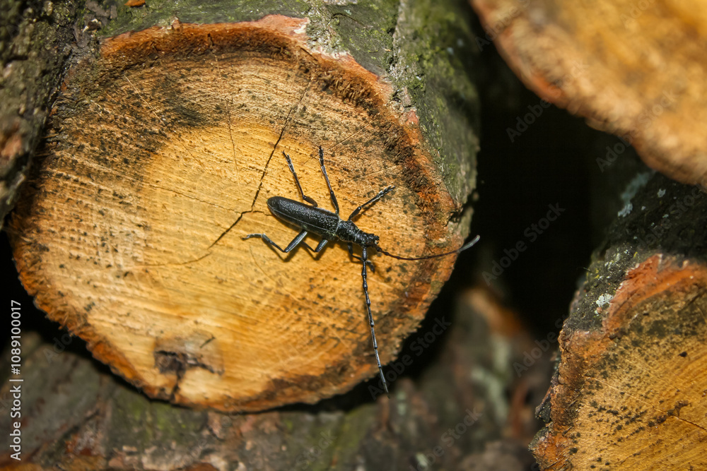 Beetle bug Coleoptera, entomological world european longhorn beetle ...