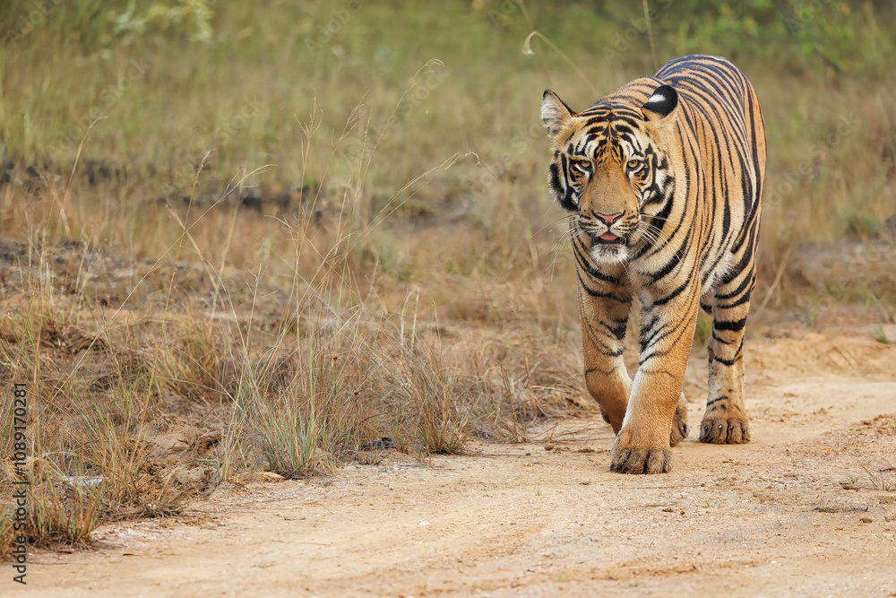 Sub Adult Male Tiger bold, ferocious and Majestic at Bandipur National ...