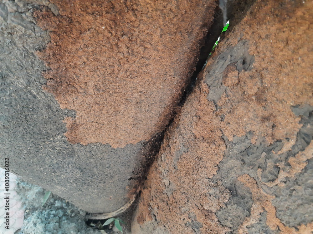 Termite nest on a mango tree. Termites eating tree wood. Trunk tree ...