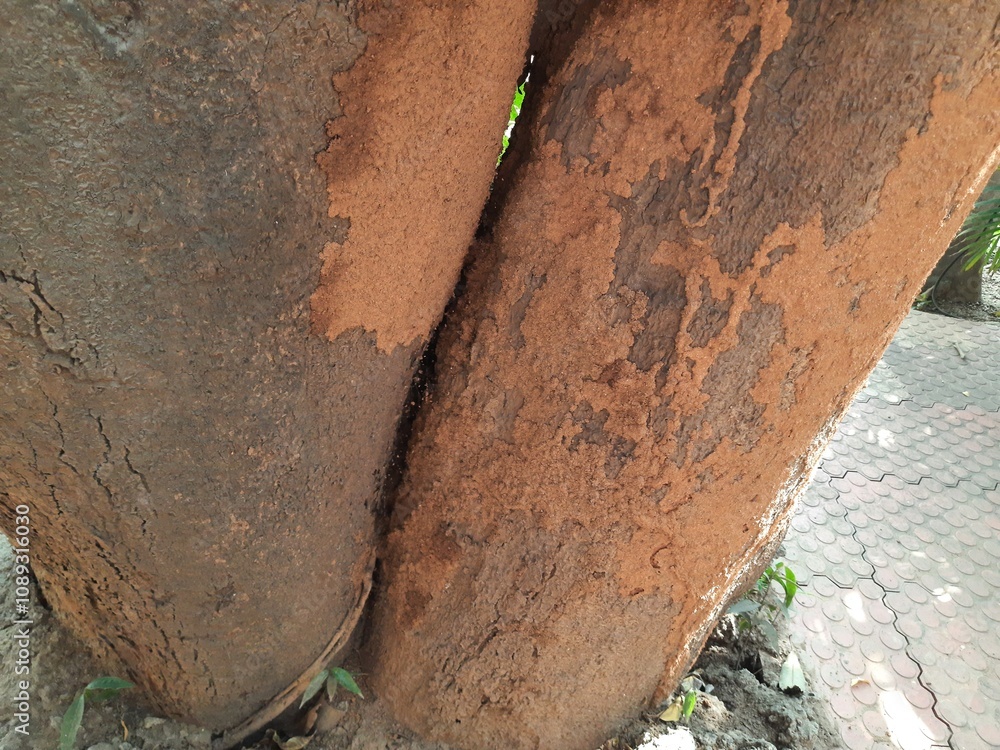 Termite nest on a mango tree. Termites eating tree wood. Trunk tree ...