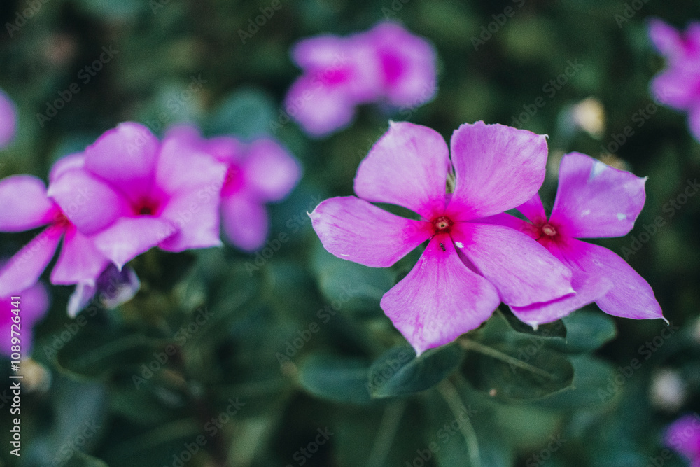 Detail of the Madagascar pink periwinkle flower of the species ...