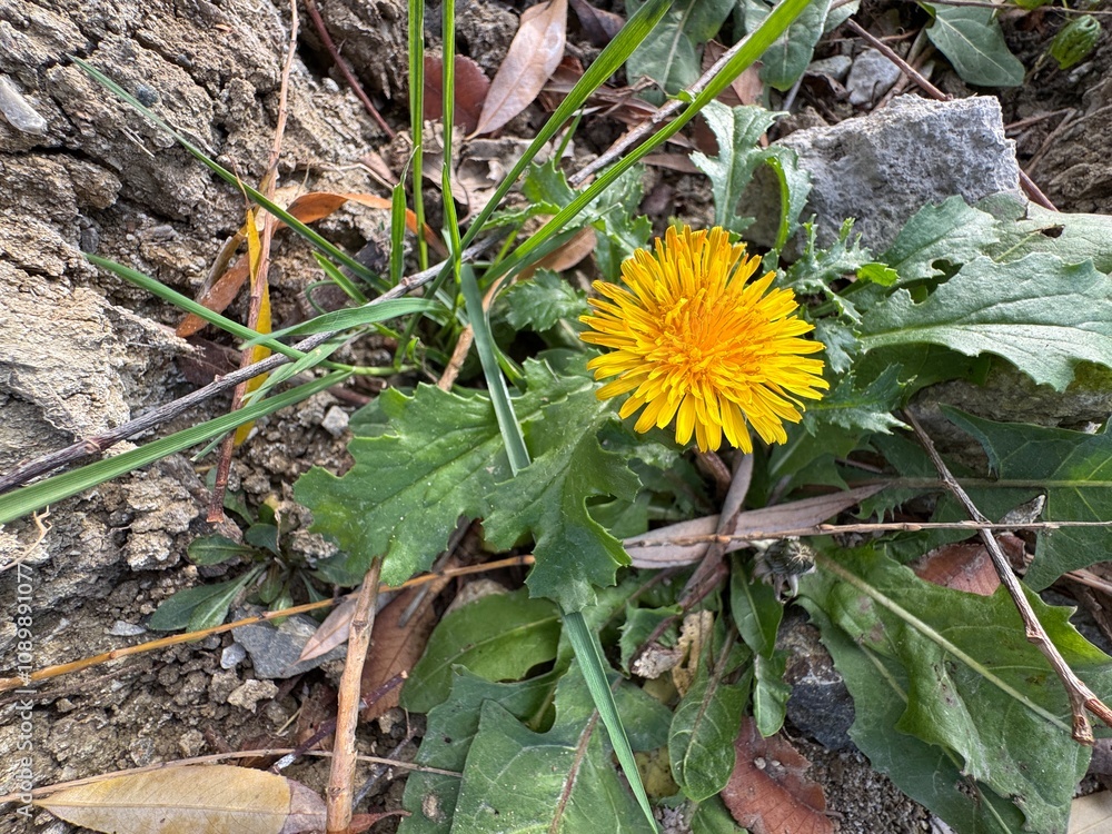 Dandelion (Taraxacum officinale) grows in the wild. Taraxacum ...