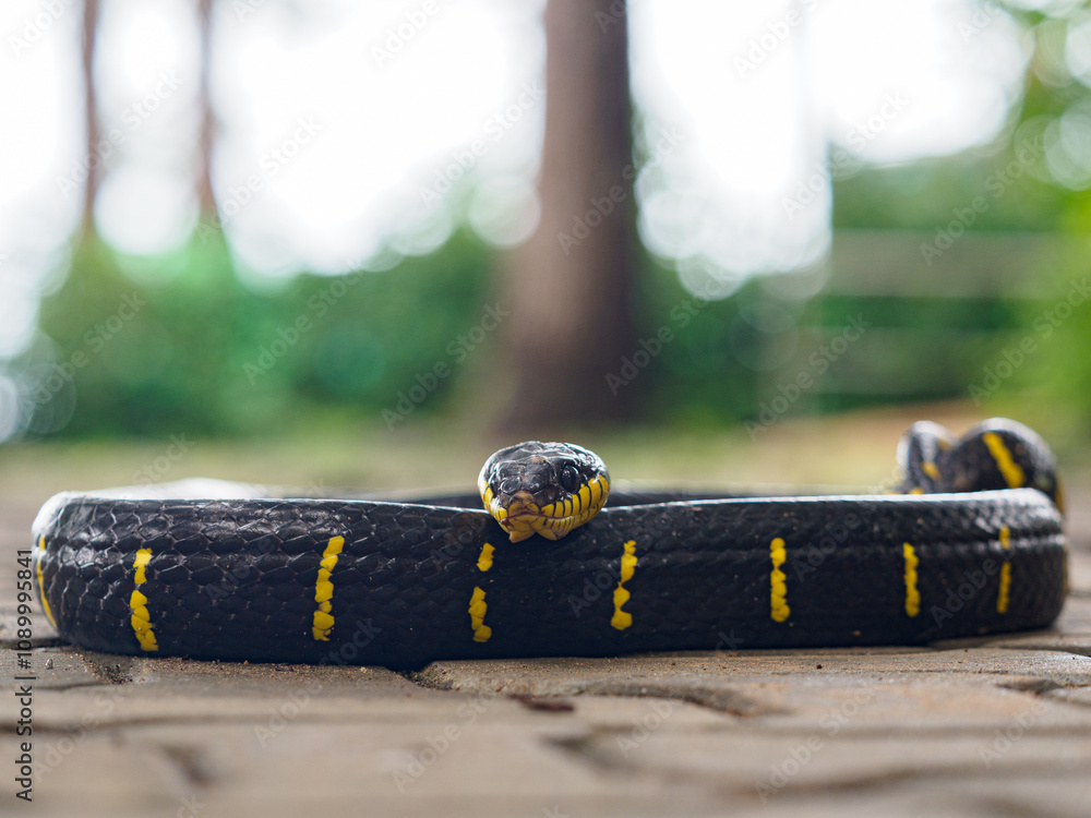 Banded krait snake bungarus fasciatus Stock Photo | Adobe Stock