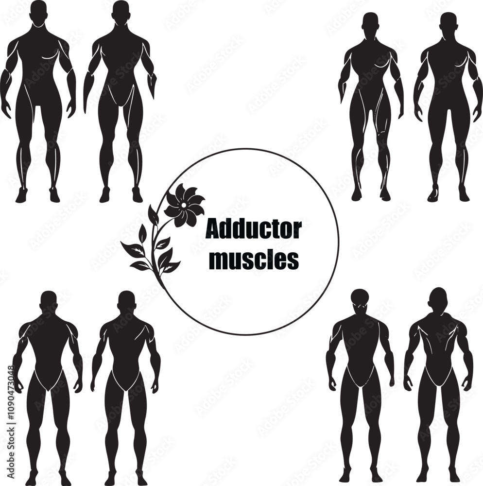 Adductor Muscles Anatomy: Human Body Silhouette Illustration of Inner ...