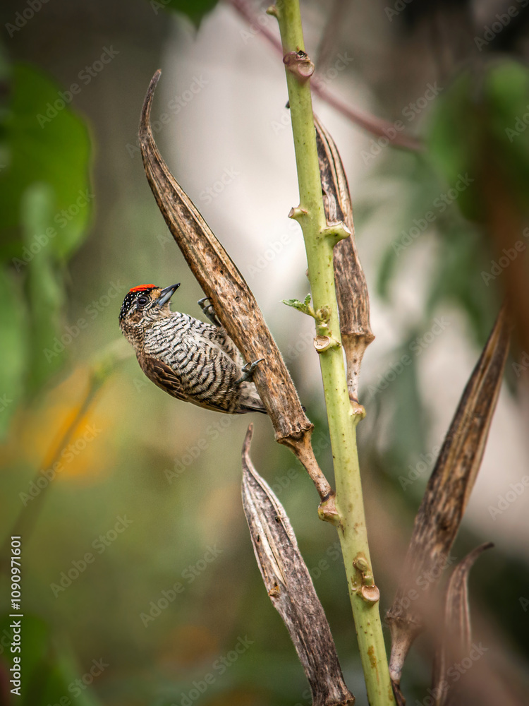 O Picapauzinho - The barred woodpecker is a piciform bird in the ...
