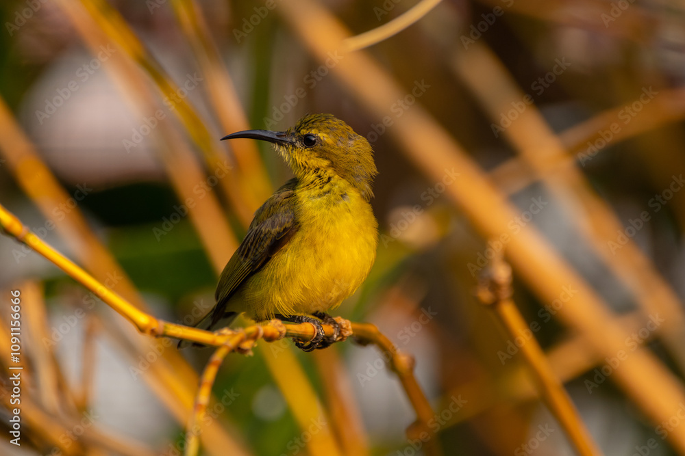 The garden sunbird (Cinnyris jugularis), previously known as the olive ...