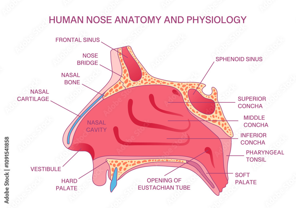 Labeled Human Nose Anatomy Diagram, Frontal Sinus, Nasal Cavity, Concha, and Palate Structure ...