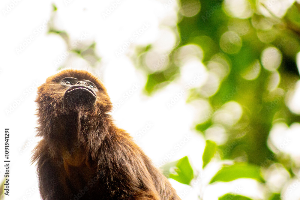 Macaco bugio no galho de árvore da Mata Atlântica Brasileira. Stock ...