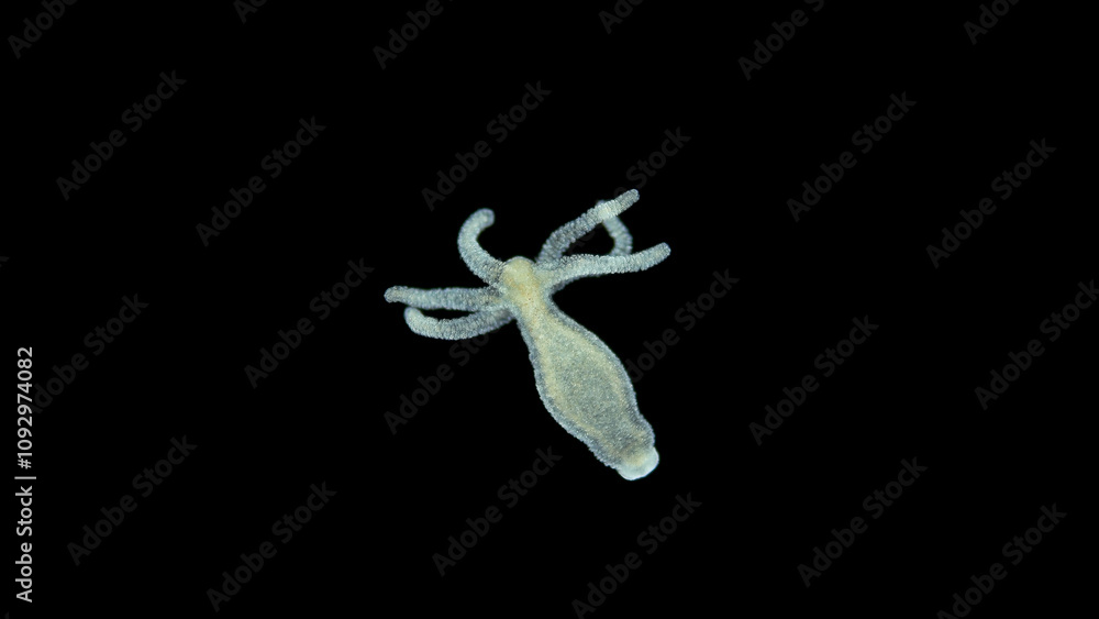 Freshwater Hydra under microscope, class Hydrozoa. Predator, feeds on ...