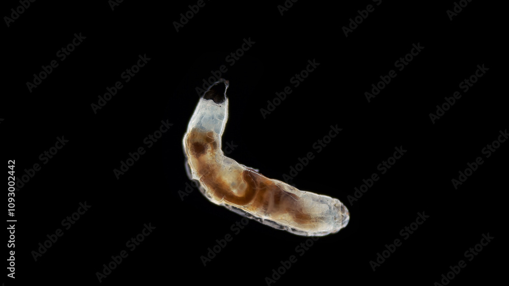 Larva of soil gnats, Sciaridae family under microscope. A well-known ...