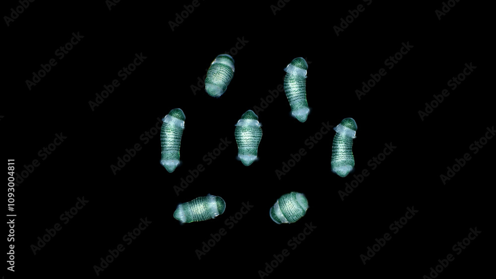 Polychaeta larva worm Capitellidae family under a microscope. Of rotor ...