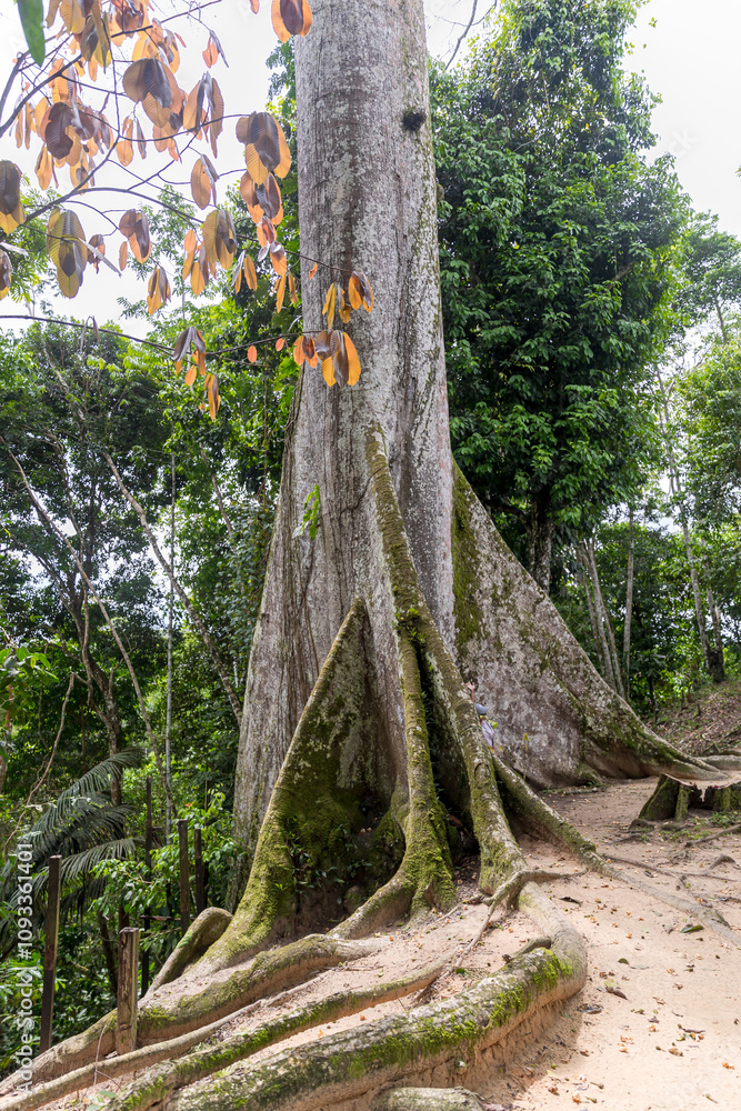The Lupuna tree in the Peruvian Amazon. It reaches up to 70 meters in ...