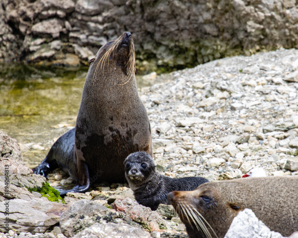 Foto de Stock Beautiful magical moment, newborn new zealand fur seal ...