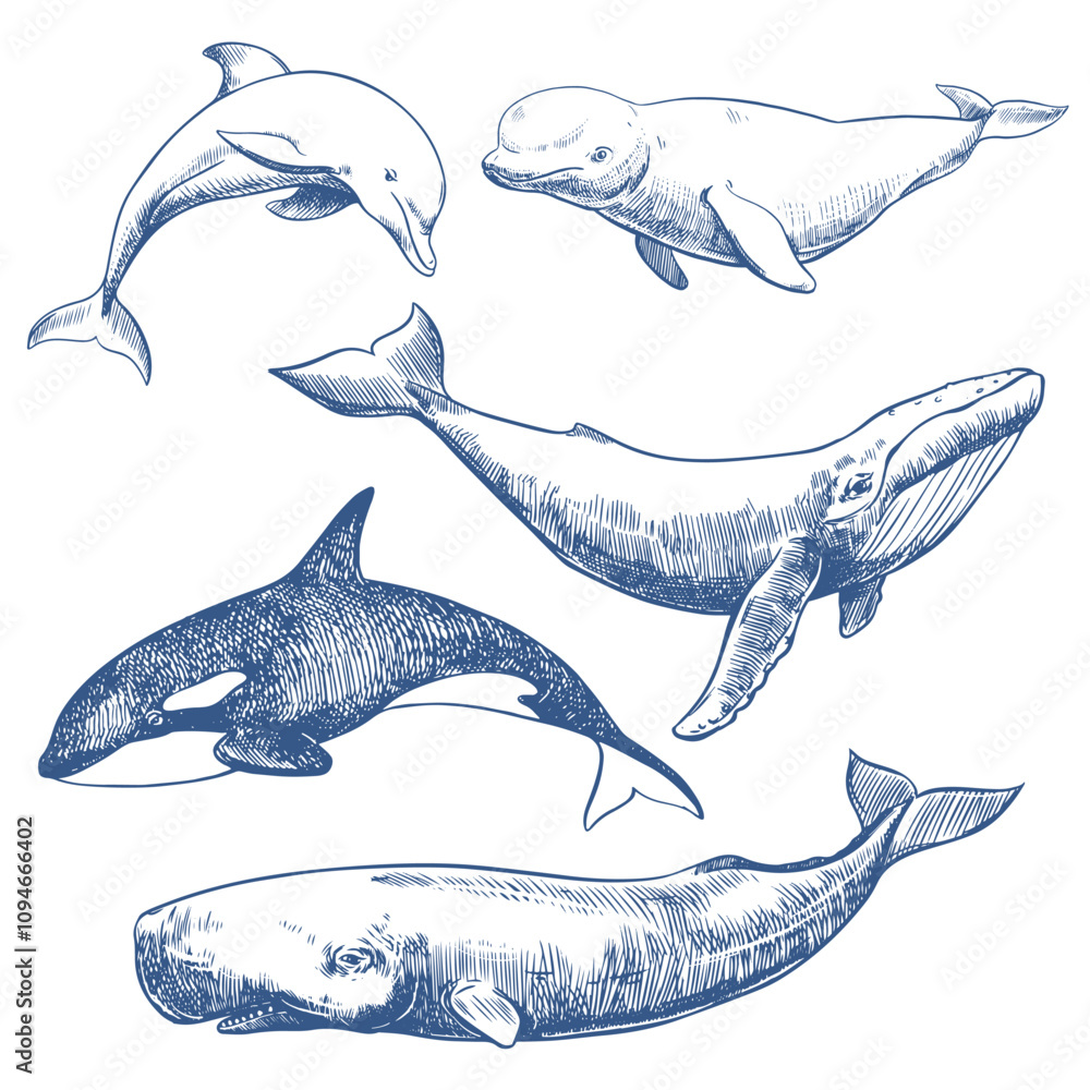 Marine mammals set. Hand drawn sketch vector illustration of whales and ...