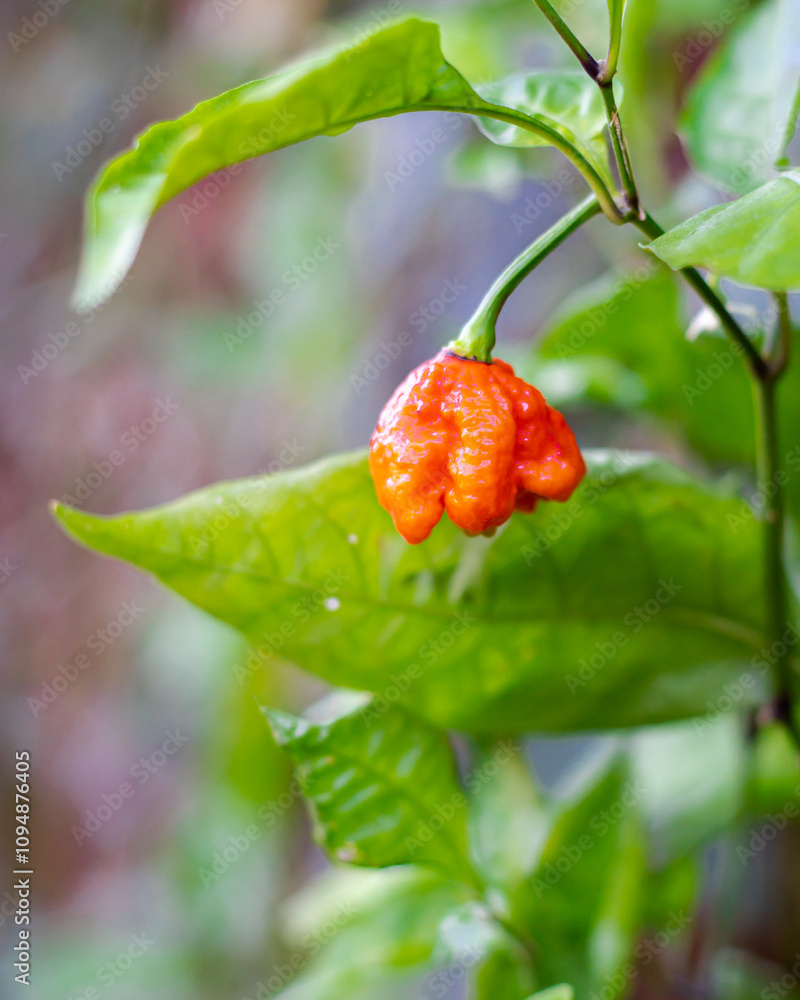 Carolina Reaper chili pepper ready to harvest at backyard garden in ...