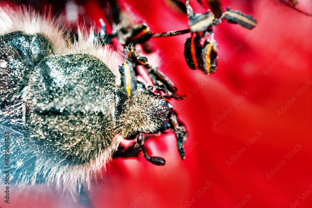 Blossom feeder (Epicometis hirta) from forest-steppe zone of ...