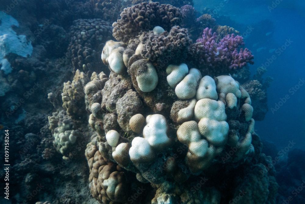 Reefs bleaching and dying, sea warming in Red Sea near Marsa Alam ...
