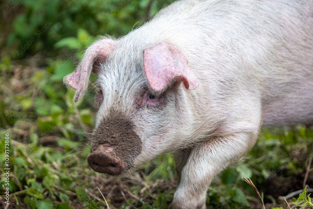Lone 13 week old piglet in her enclosure, Image shows a single Large ...