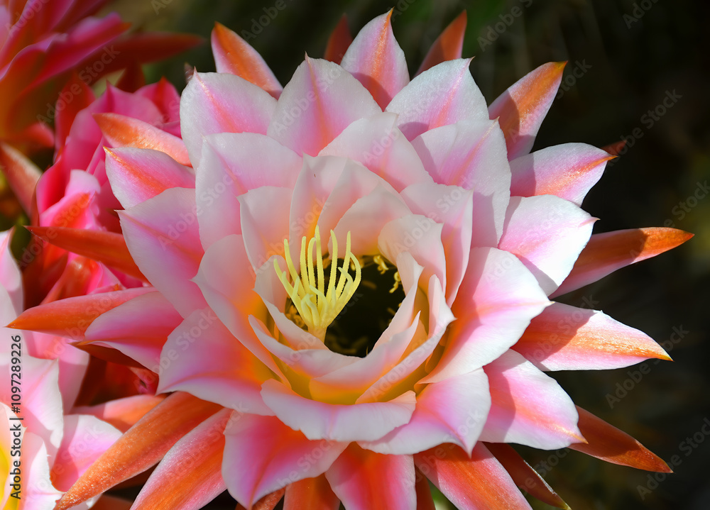 Echinopsis is a large genus of cacti native to South America, sometimes ...