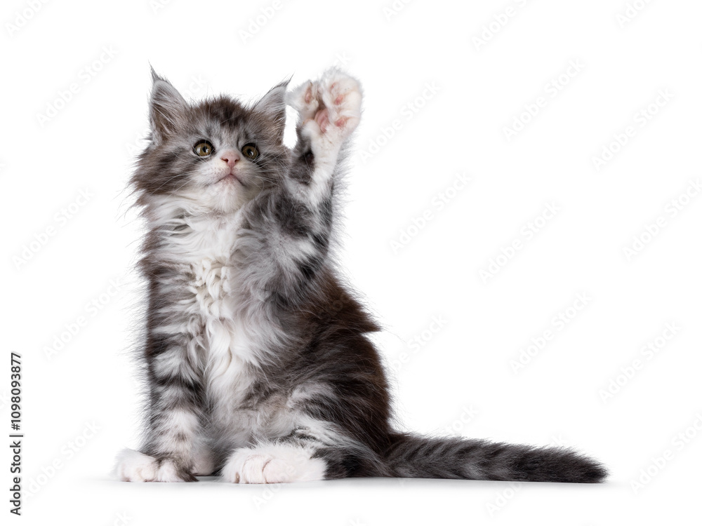 Cute polydactyl Maine Coon cat kitten, siting up side ways. One paw ...
