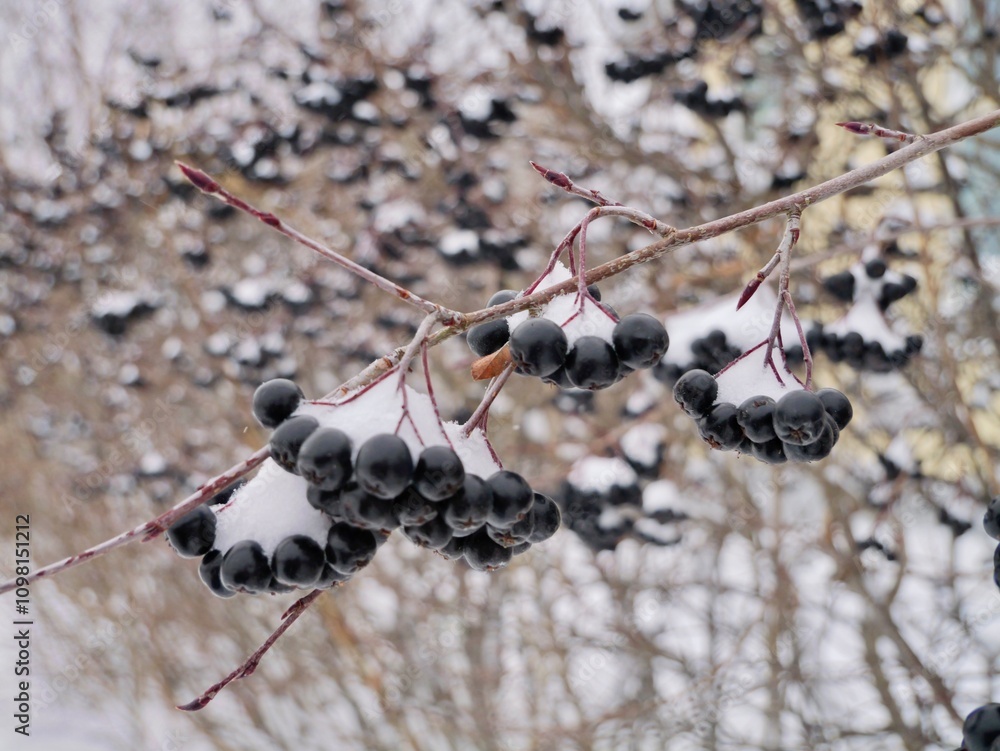 Ripe berries on a branch of × Sorbaronia fallax subsp. mitschurinii ...