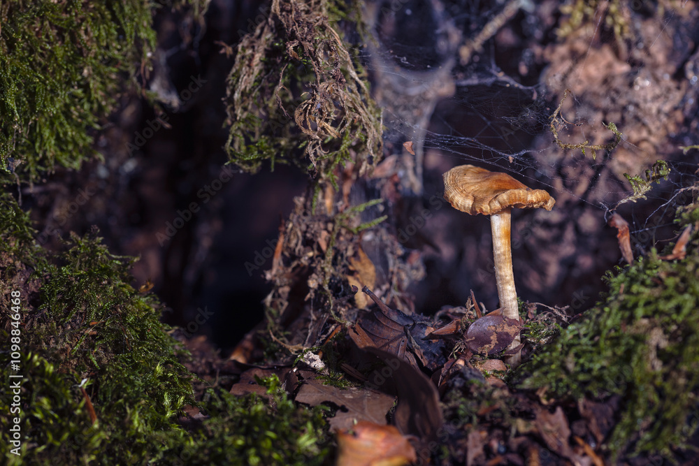 Elves of the forest. In autumn our forests are filled with little elves ...