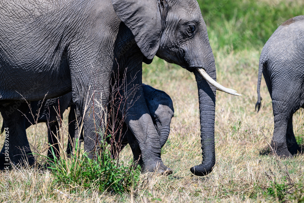 Cute small baby elephant peaking out from behind mom’s leg and walking ...