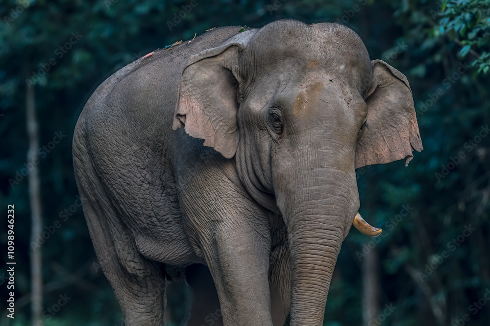 Стоковое фото « Elephants are large mammals and are the largest land ...