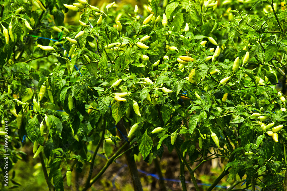 Cayenne pepper contains vitamin B6, folic acid, potassium and beta ...