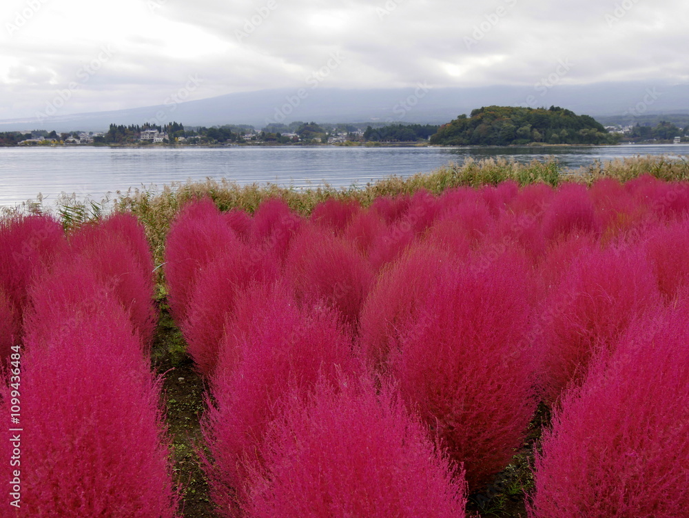Bright pink colored red kochia shrub in front of kawaguchiko lake with ...
