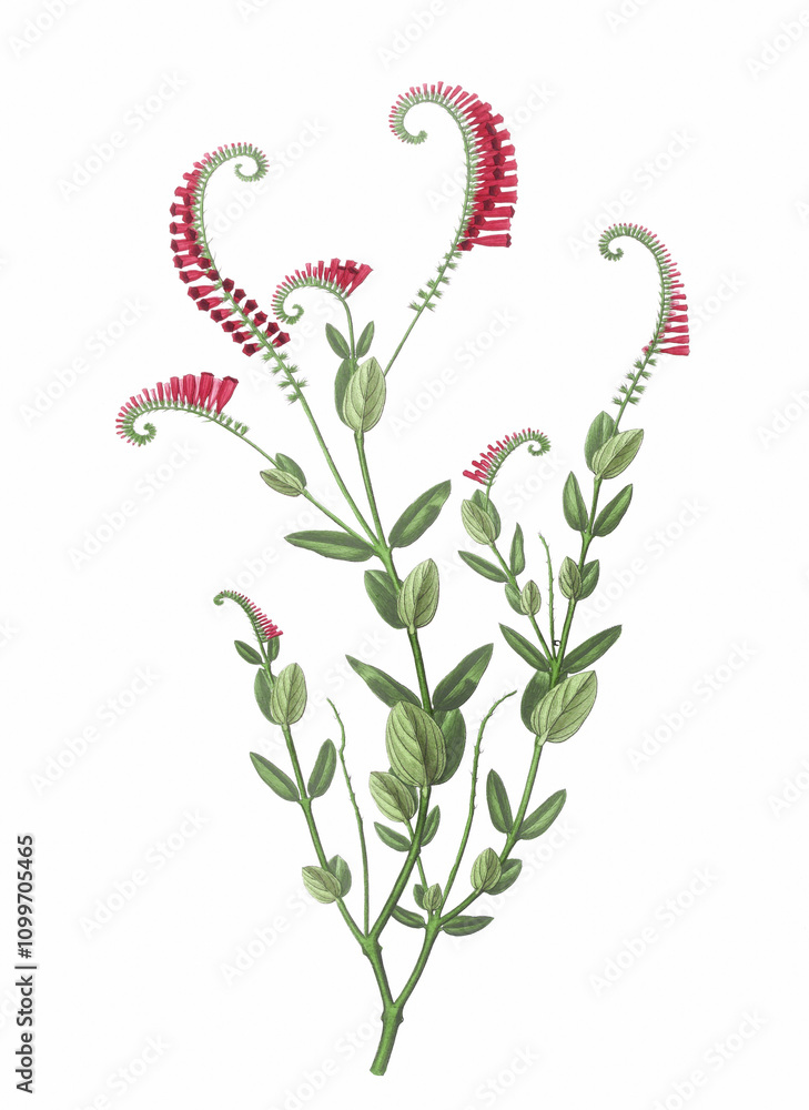 Botanical illustration featuring tropical flowers from the Amazon ...