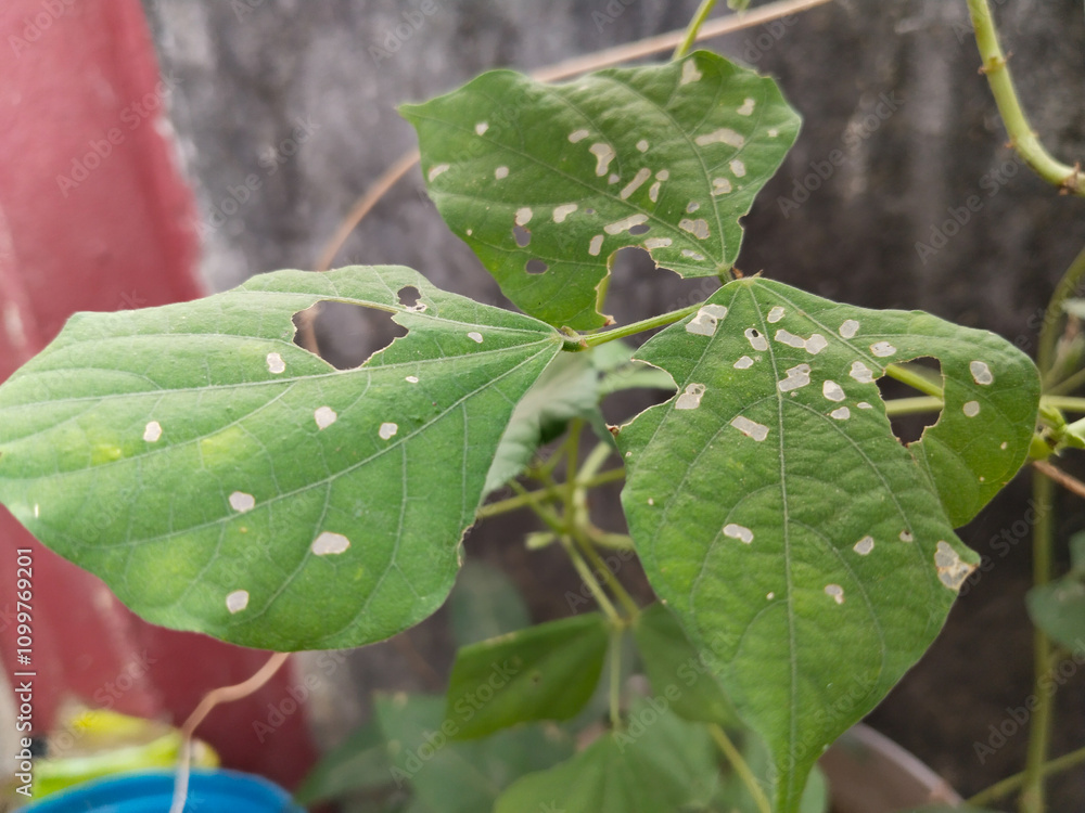 infected beans plant leaves. close up damaged leaves of bean plant Stock Photo | Adobe Stock