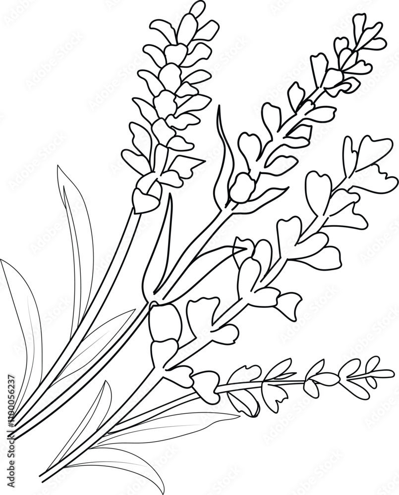 Cute flower coloring pages, Lavender drawing, Hand drawn botanical ...