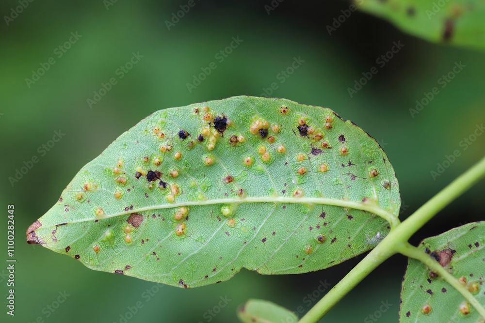 Walnut blister mite, Aceria tristriata. Symptoms of the pest on the ...