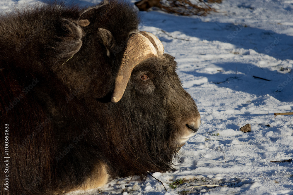 angry musk ox with big horns Stock Photo | Adobe Stock